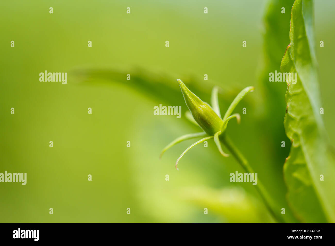 Not blooming hi-res stock photography and images - Alamy
