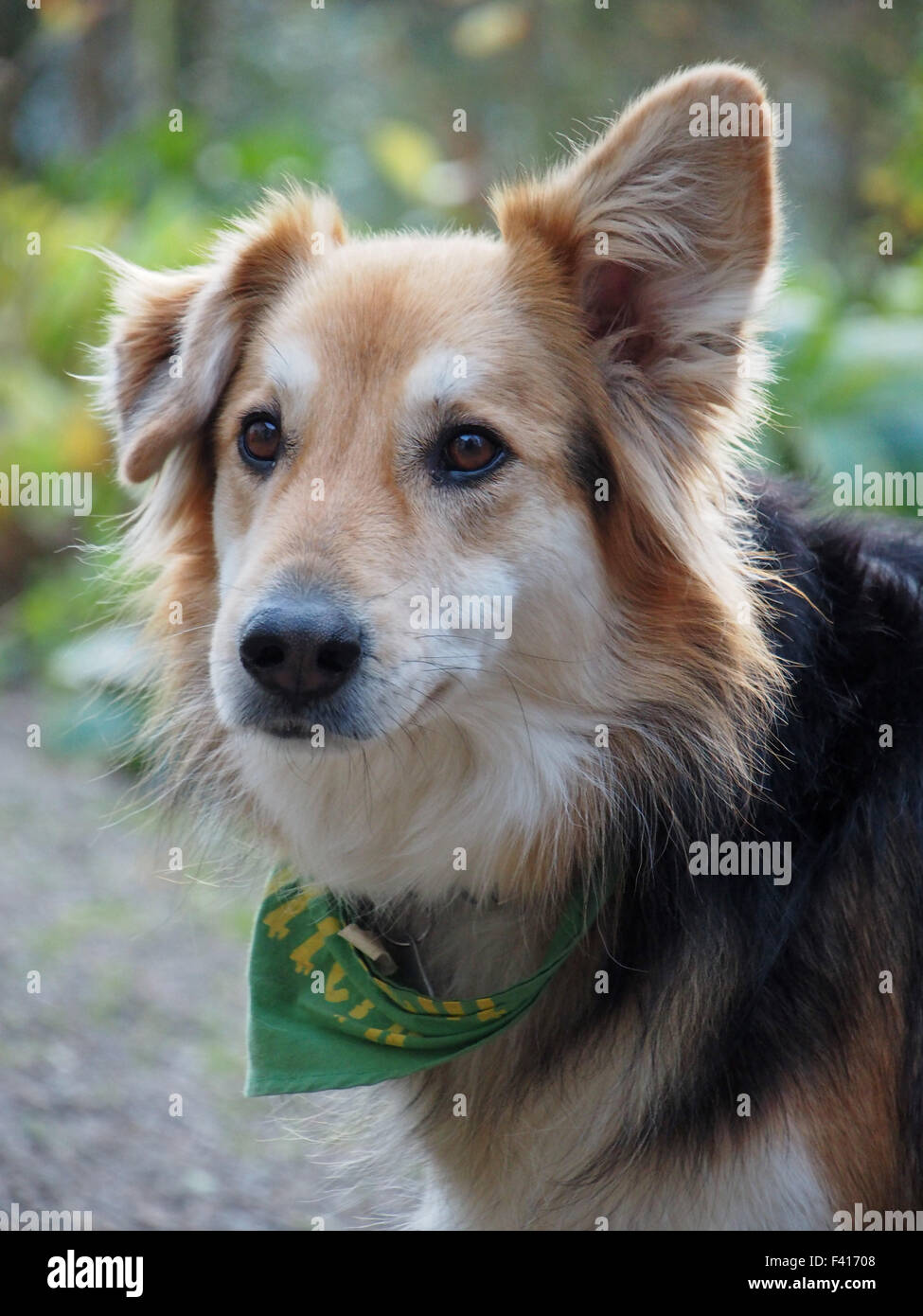 Collie cross hi-res stock photography and images - Alamy