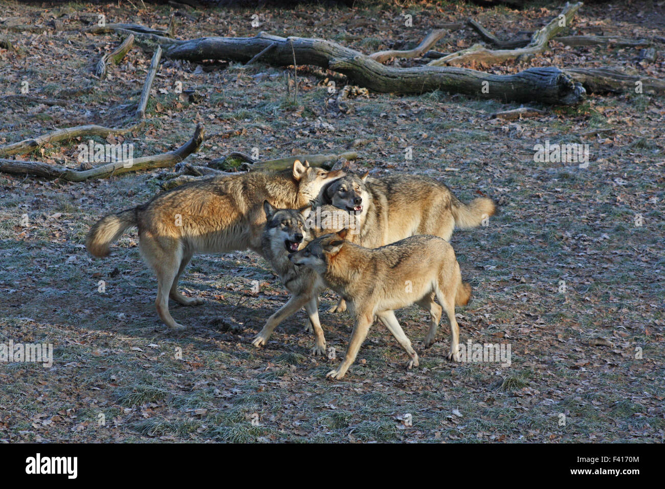 Wolf herd hi-res stock photography and images - Alamy
