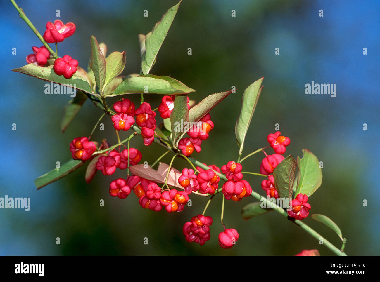 Spindle tree hi-res stock photography and images - Alamy
