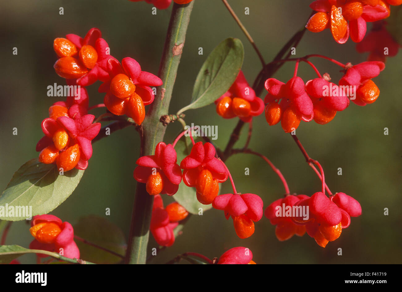 spindle tree; fruit Stock Photo - Alamy