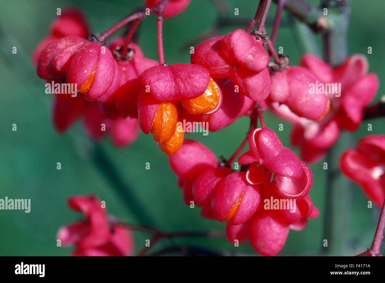 Spindle tree hi-res stock photography and images - Alamy