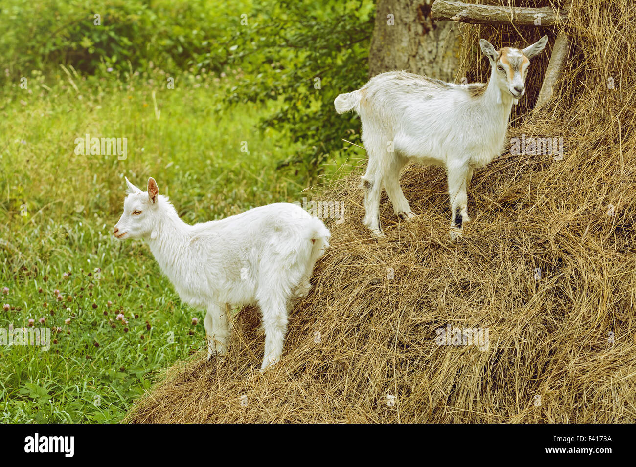 Straw goats hi-res stock photography and images - Alamy