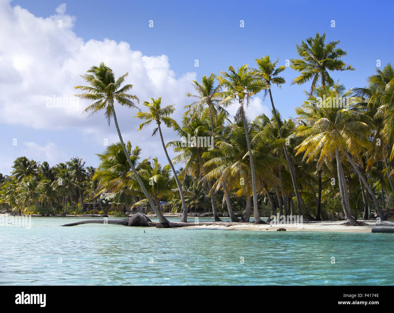 Palm trees in sand on island hi-res stock photography and images - Alamy
