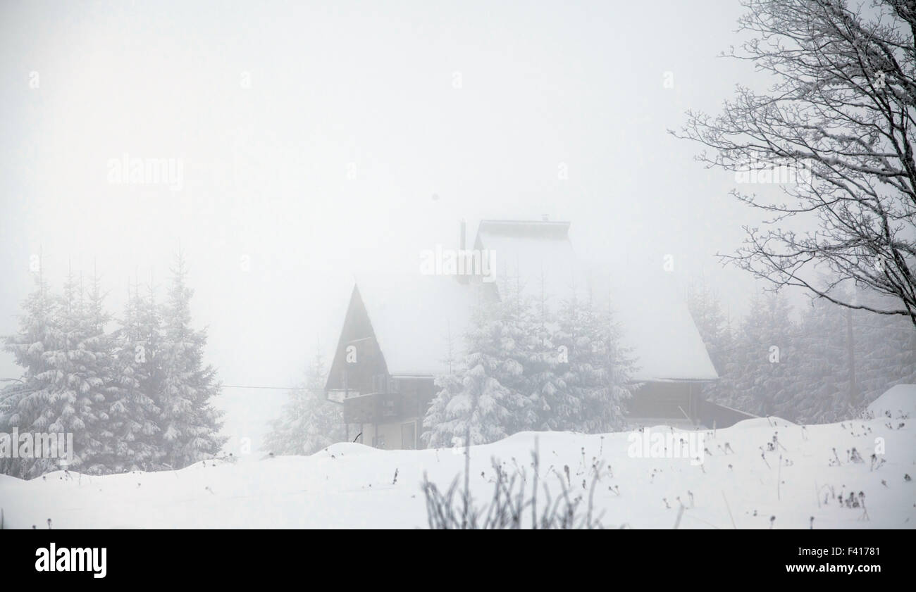 Foggy winter landscape with snow covered pine trees Stock Photo - Alamy