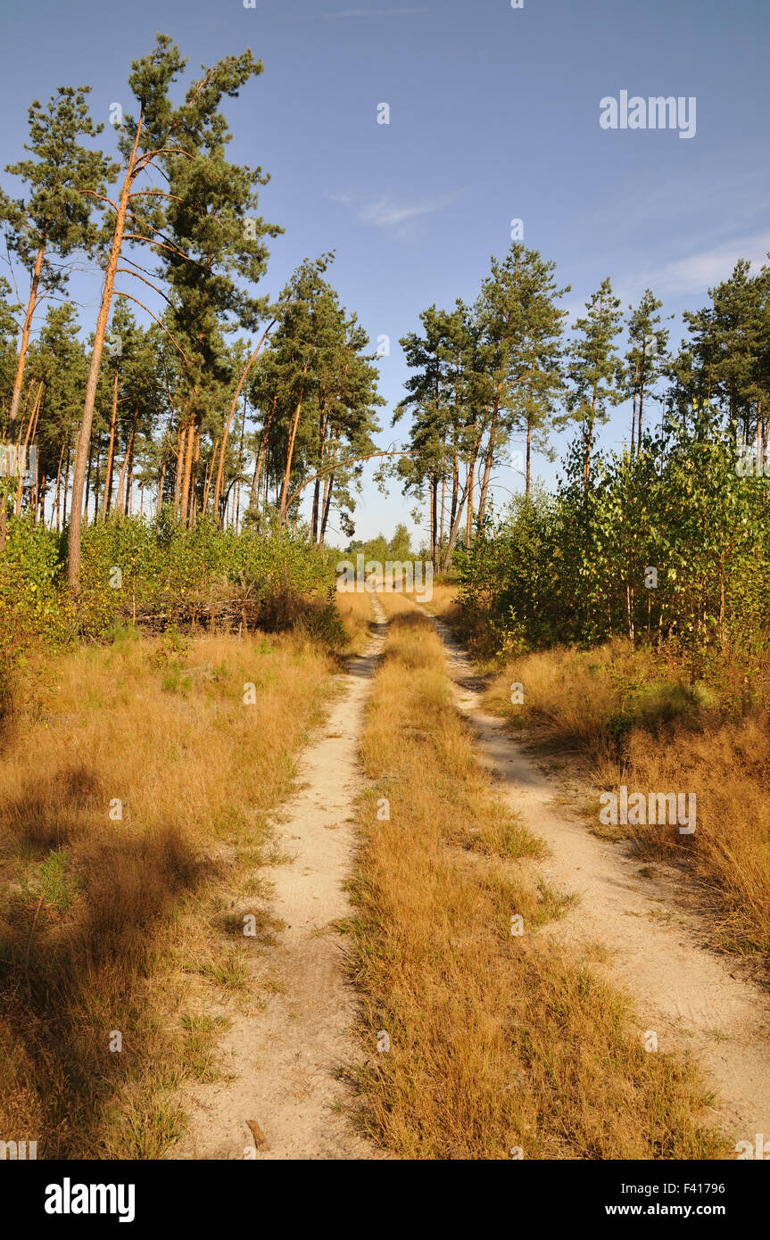 straight forest road by bright summer day Stock Photo - Alamy