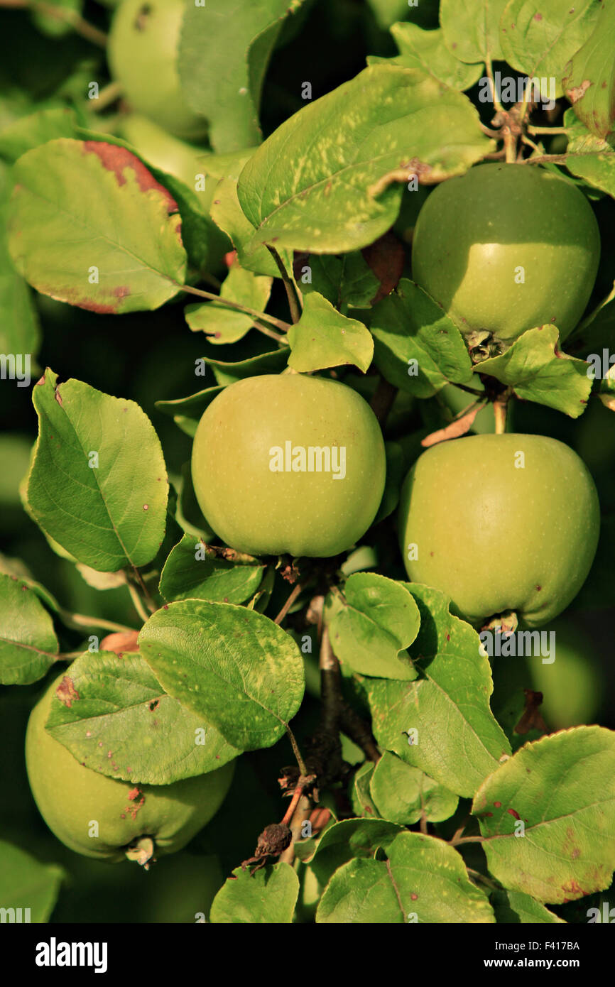 Apple branch hi-res stock photography and images - Alamy