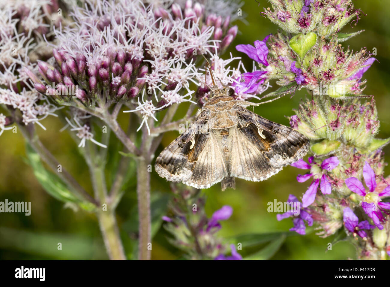 Autographa gamma, Silver Y from Germany Stock Photo - Alamy
