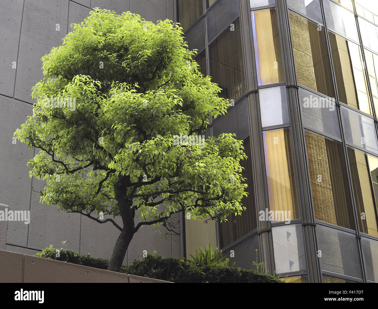 Widow tree hi-res stock photography and images - Alamy