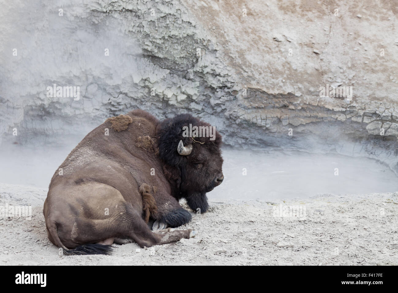 A large male bison relaxing next to the hot muddy water of a volcanic ...