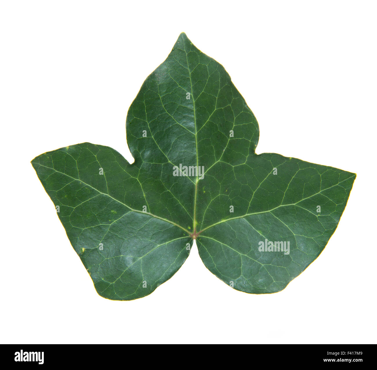 Single ivy leaf. All on white background Stock Photo - Alamy