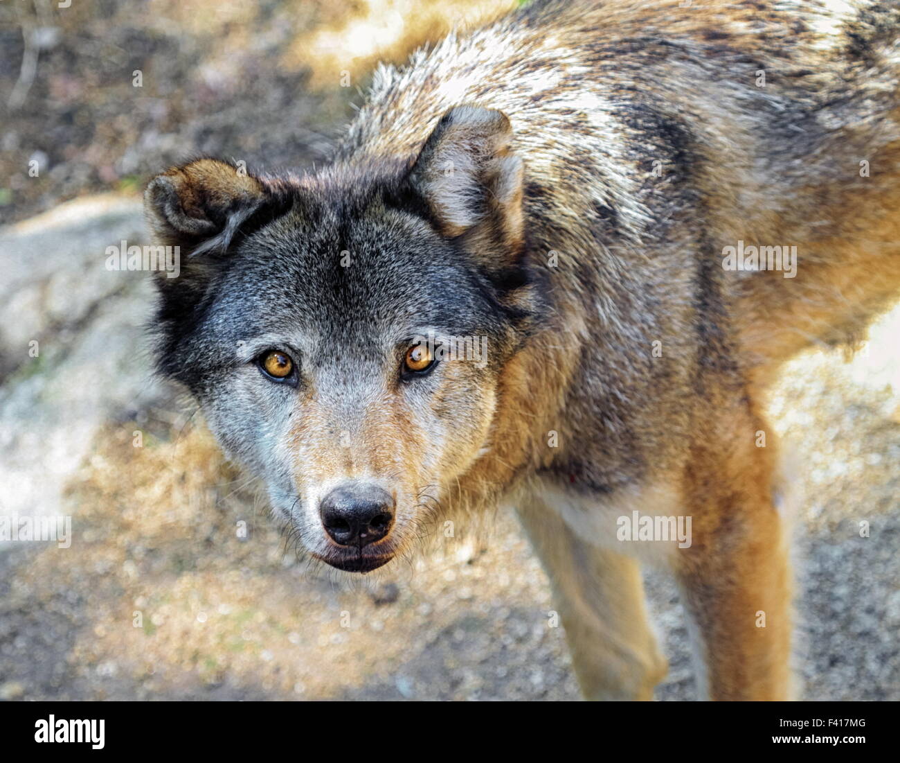Grey wolf portrait Stock Photo - Alamy