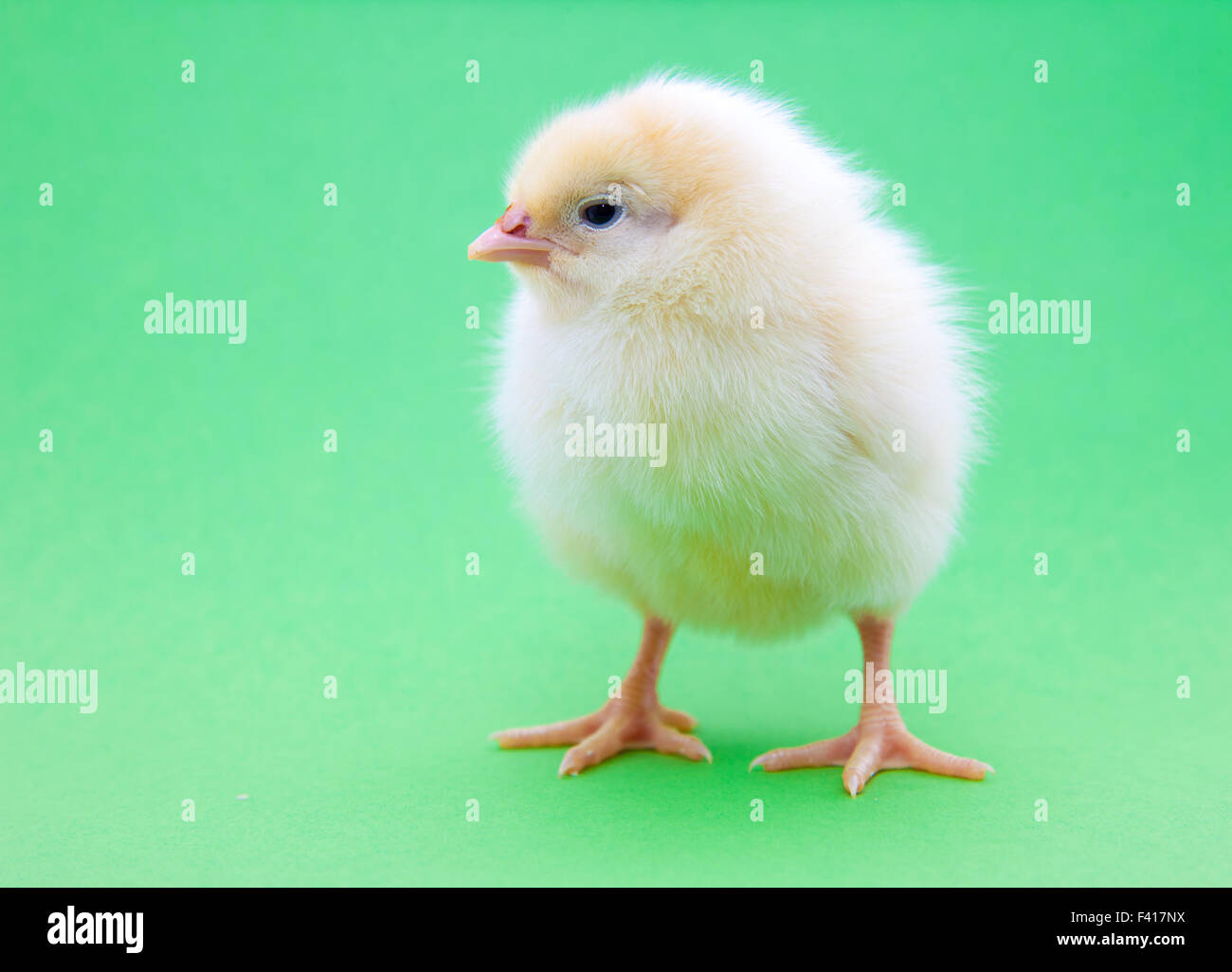 Cute little chick on green background Stock Photo - Alamy