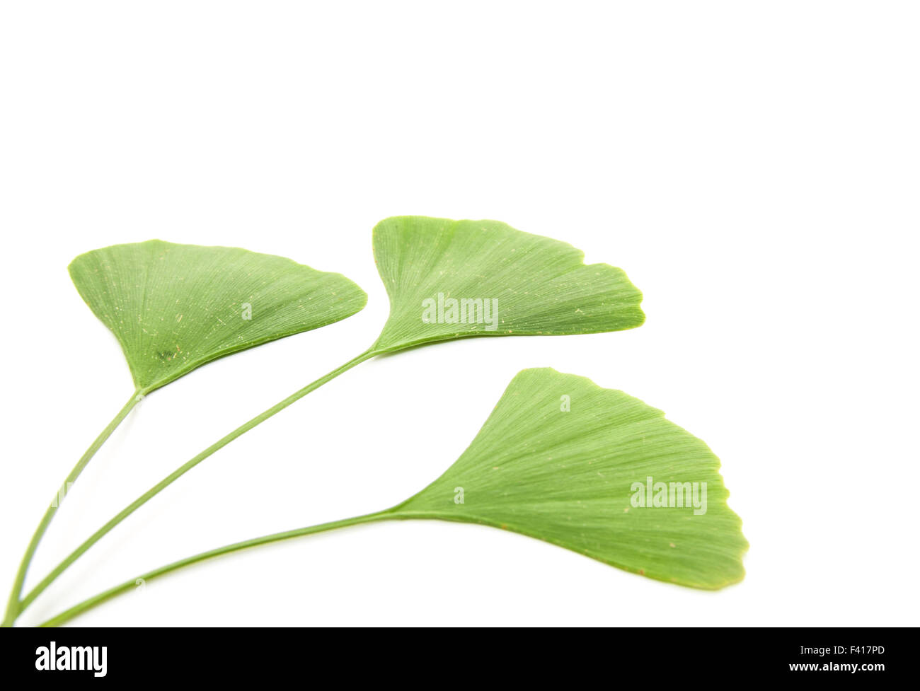 Gingko leaves hi-res stock photography and images - Alamy