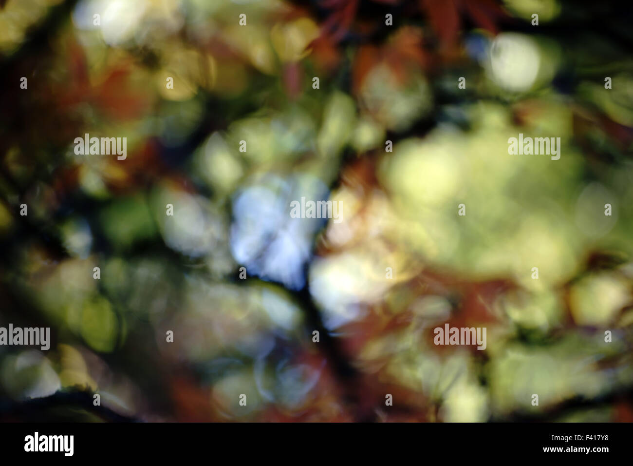 Autumn leaves abstract Stock Photo - Alamy