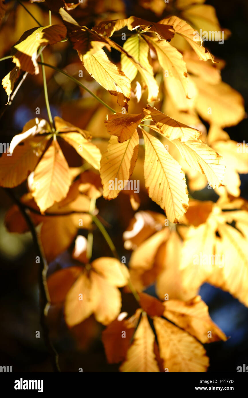 Aesculus flava hi-res stock photography and images - Alamy
