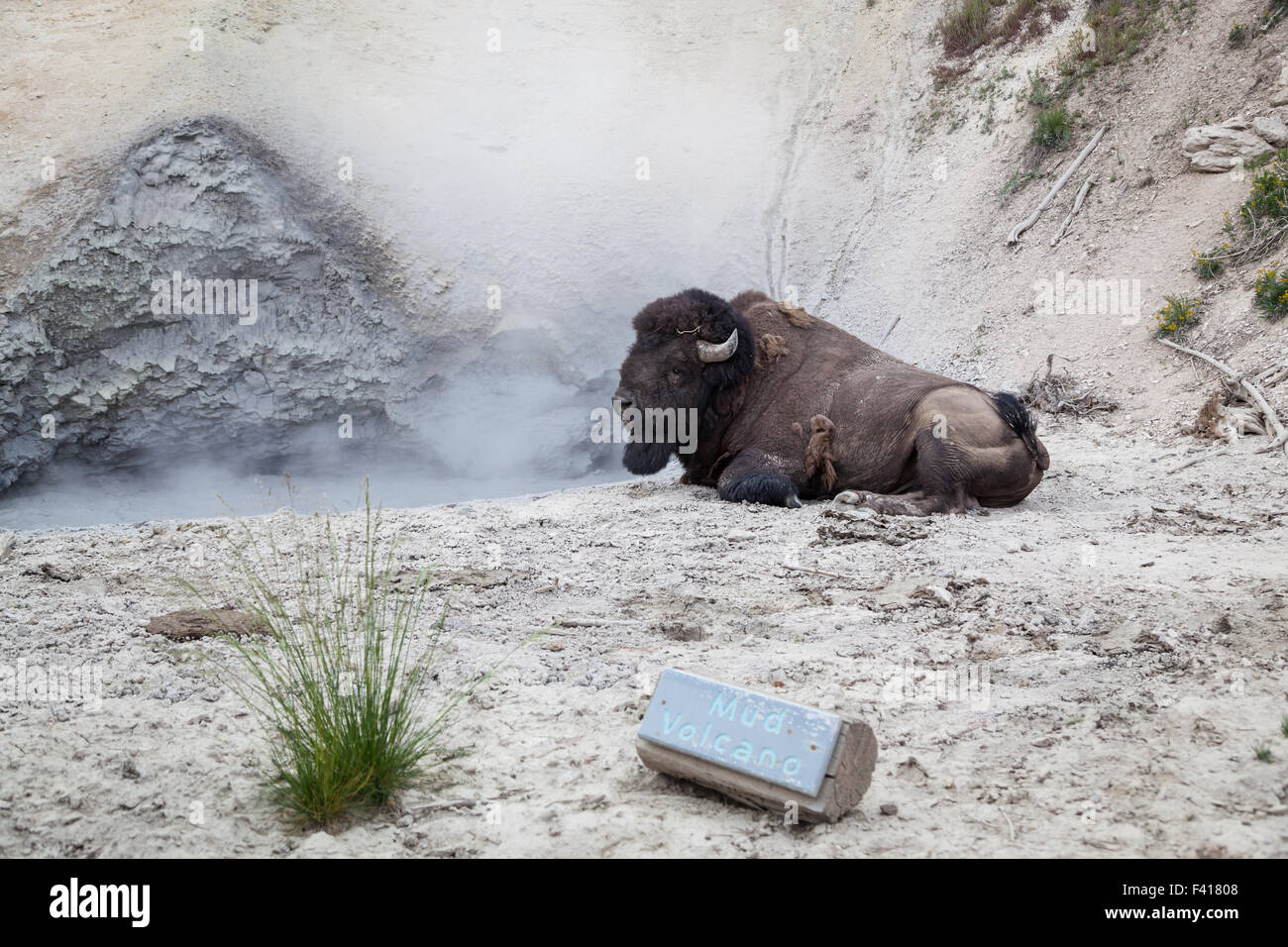 A large male bison relaxing next to the hot muddy water of a volcanic ...