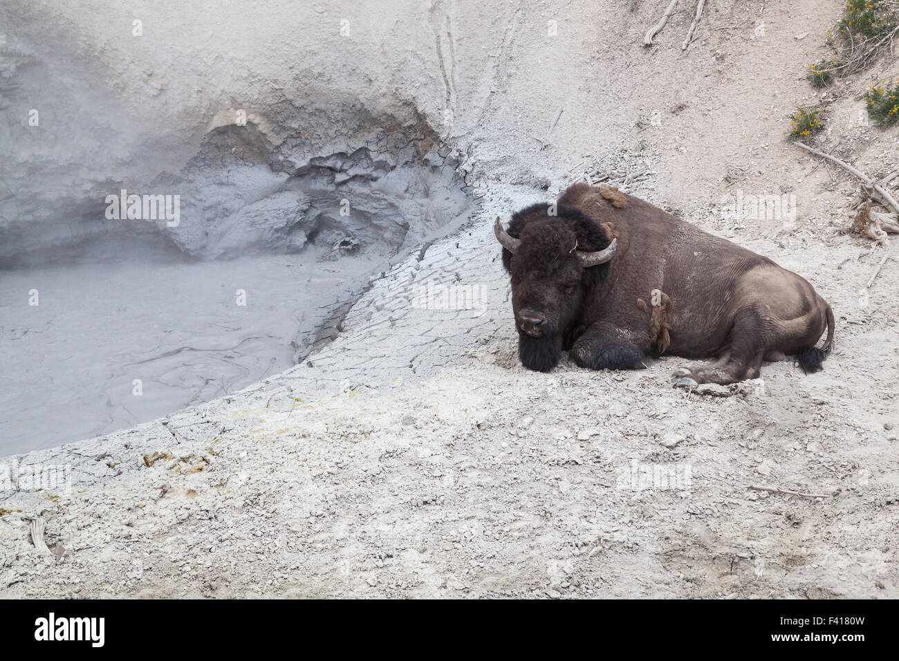 A large male bison relaxing next to the hot muddy water of a volcanic ...