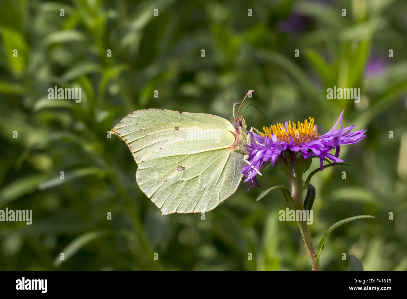 Gonepteryx rhamni, Common Brimstone, Germany Stock Photo - Alamy