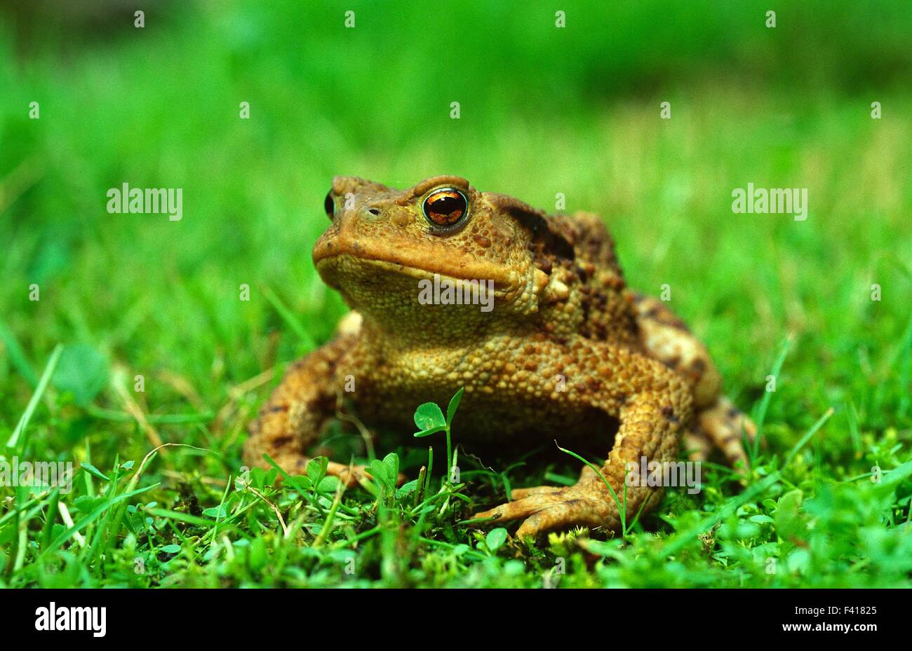 Animal animals toad toads hi-res stock photography and images - Alamy