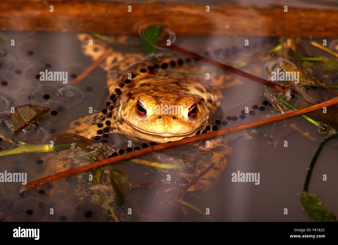 Toads with spawn hi-res stock photography and images - Alamy