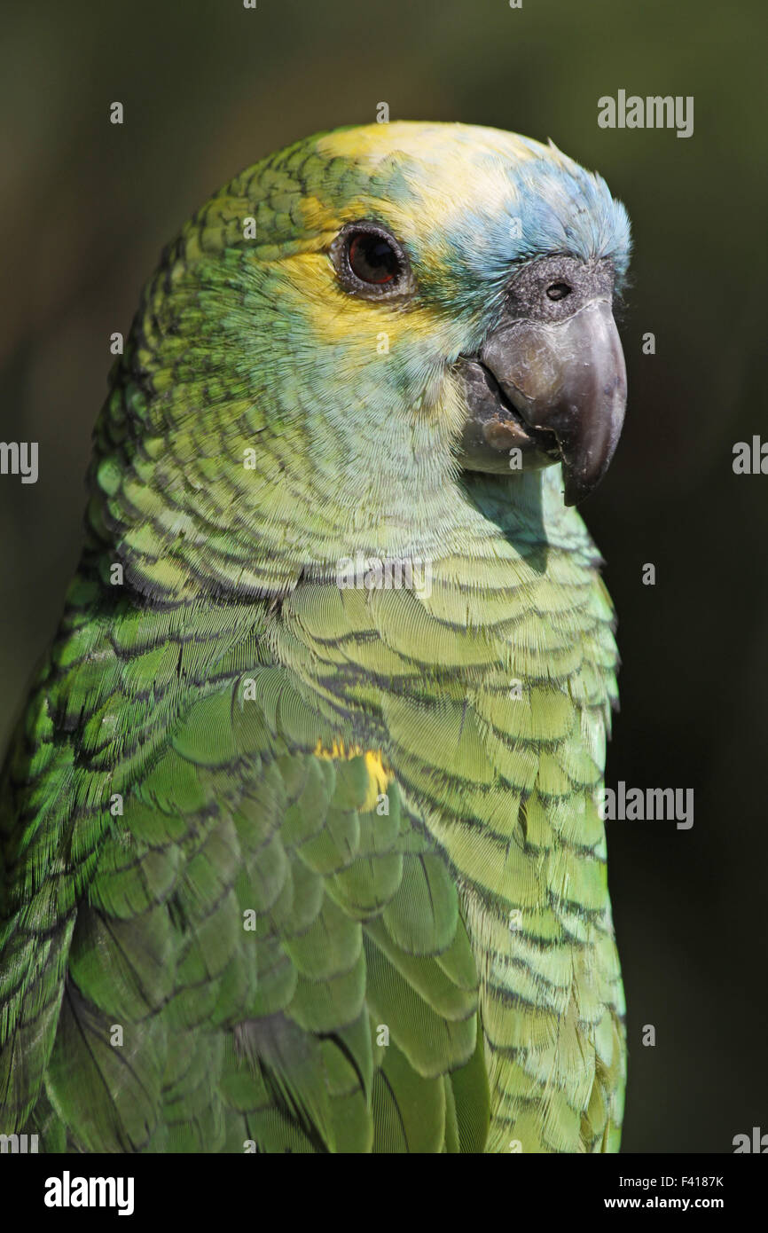 Blue fronted hi-res stock photography and images - Alamy