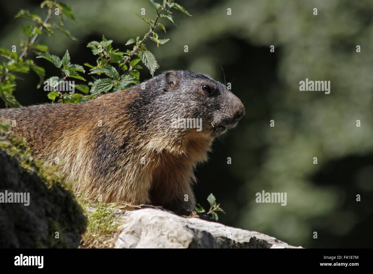 Murmeltier tier hi-res stock photography and images - Alamy