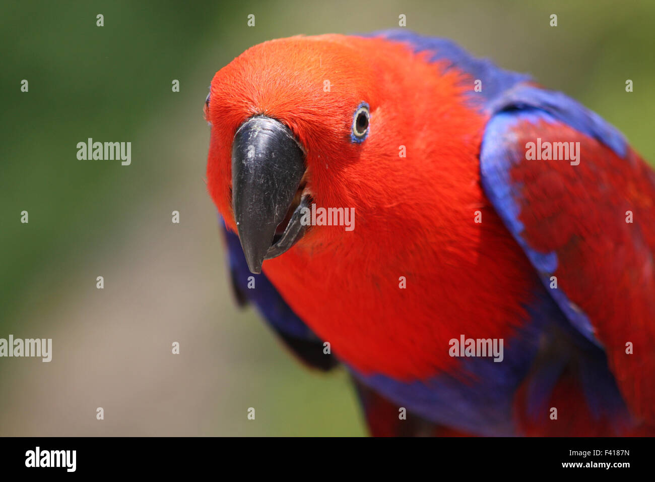 Eclectus parrot hi-res stock photography and images - Alamy