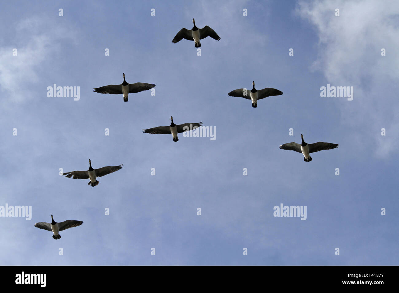 Flying barnacle geese hi-res stock photography and images - Alamy