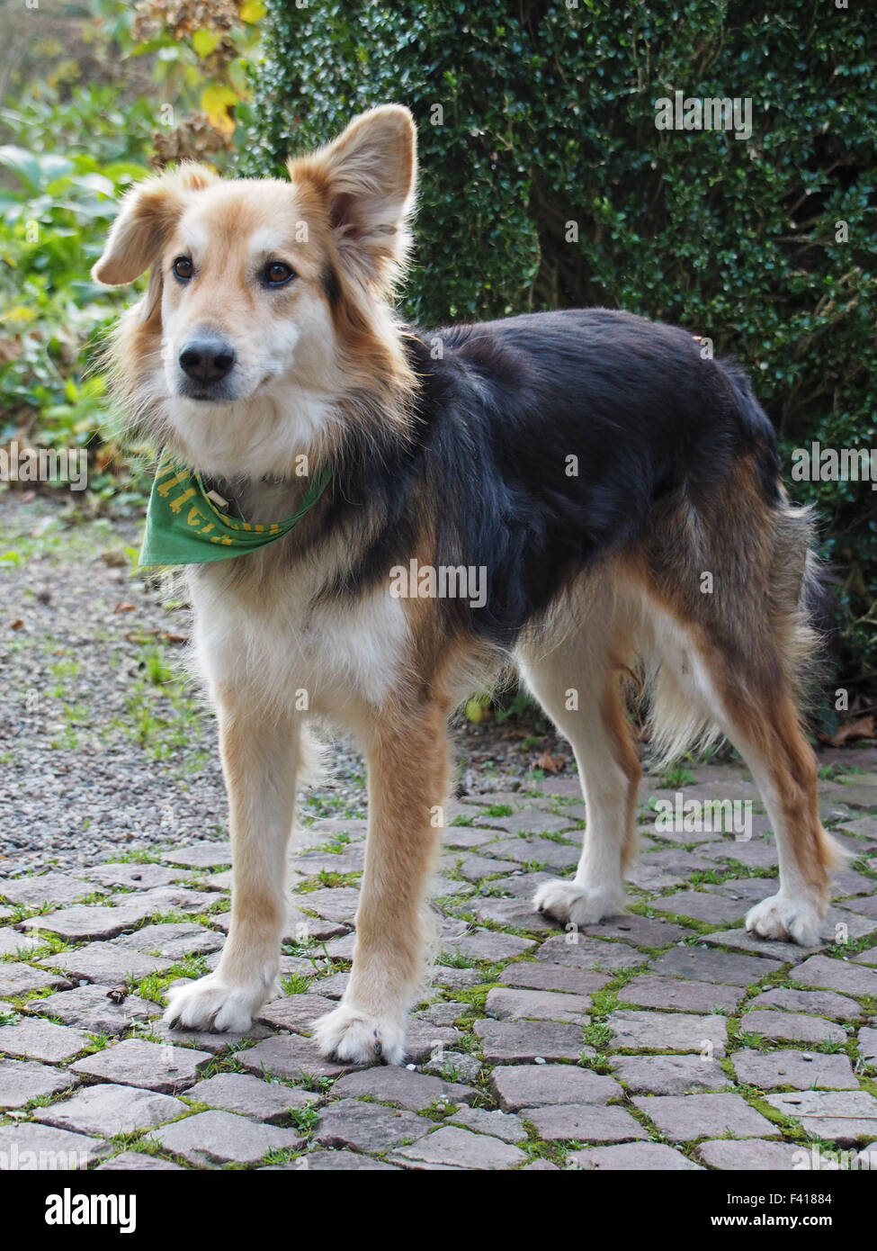 Collie cross hi-res stock photography and images - Alamy