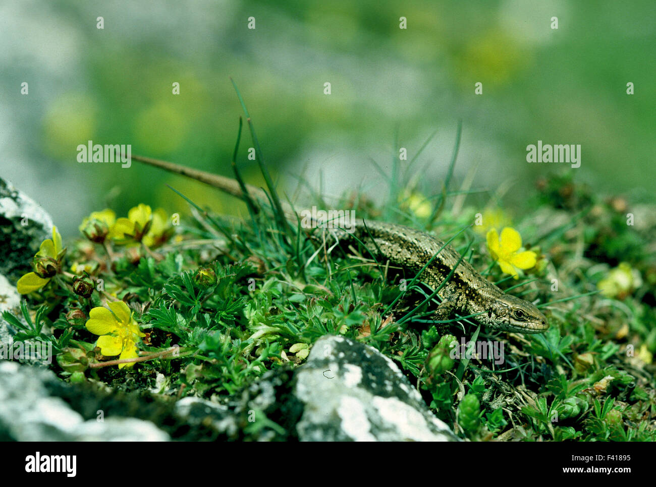lizard; forest lizard; mountain lizard Stock Photo - Alamy