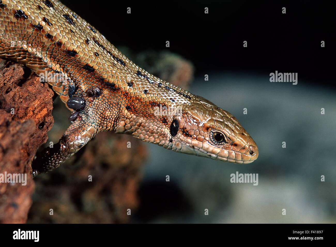 lizard; forest lizard; mountain lizard Stock Photo - Alamy
