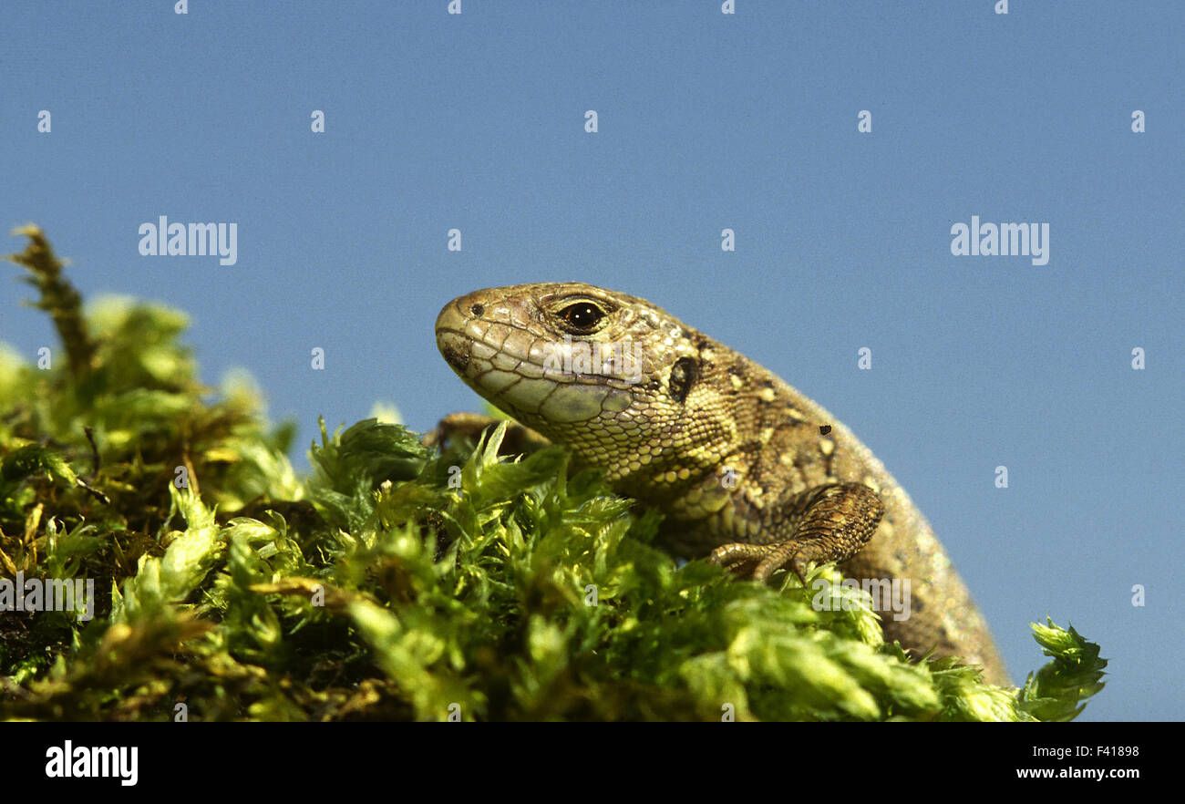 lizard; forest lizard; mountain lizard Stock Photo - Alamy
