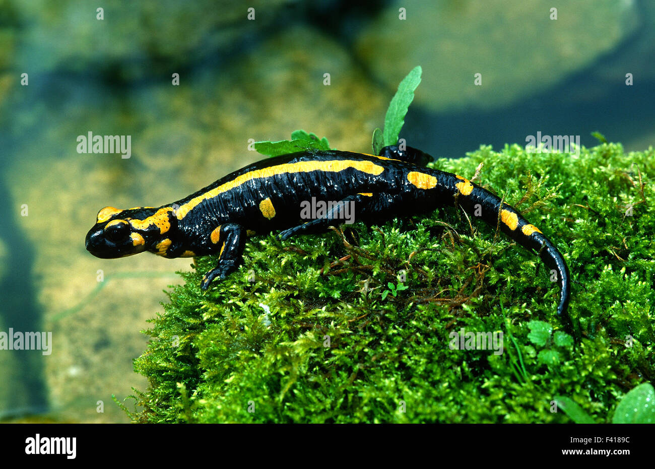 salamander; fire salamander Stock Photo - Alamy