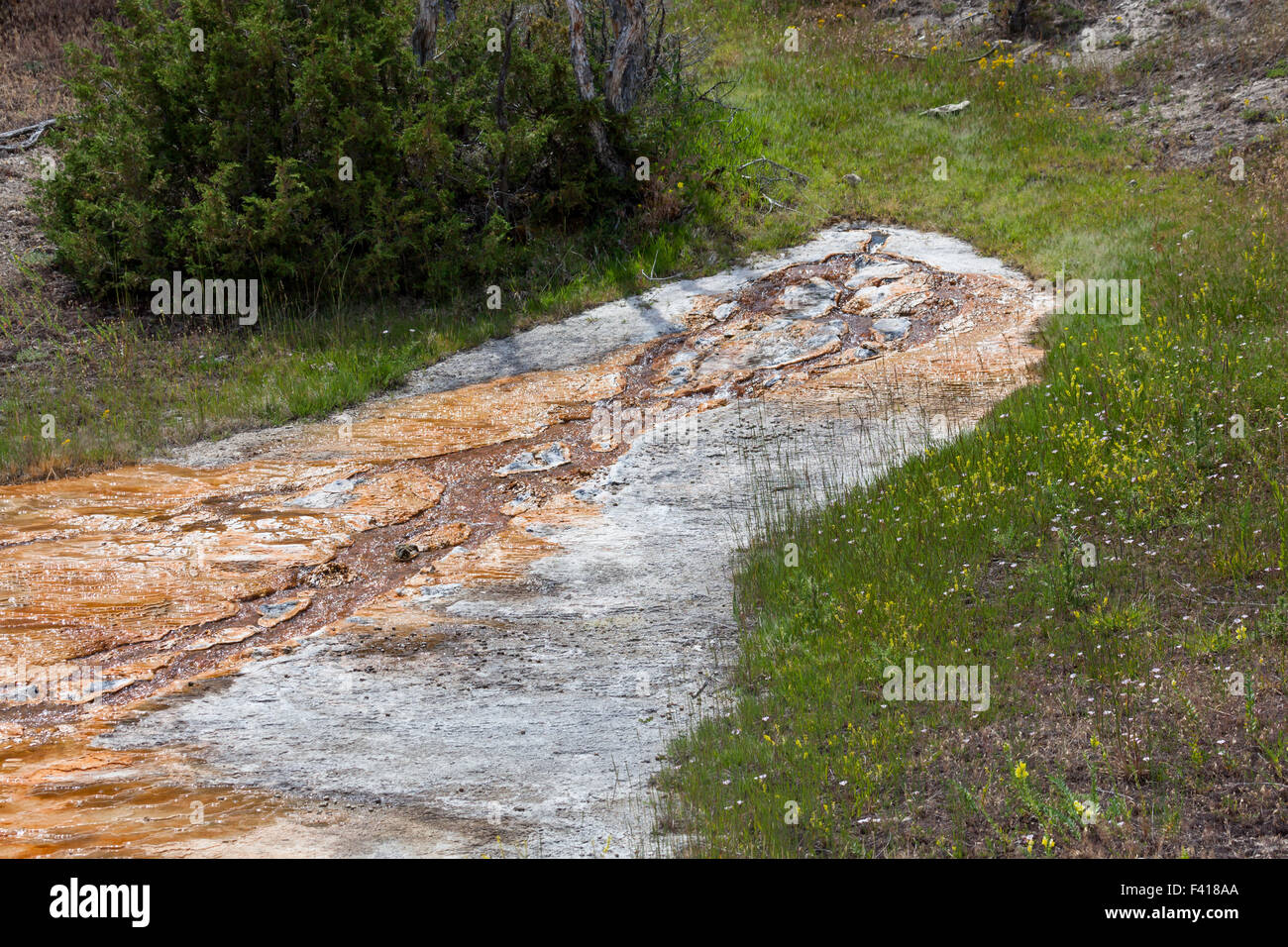 Spring running grass wyoming hi-res stock photography and images - Alamy