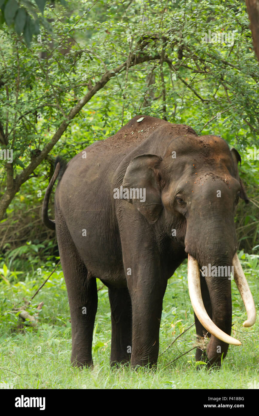 The Indian elephant (Elephas maximus indicus) is one of three ...