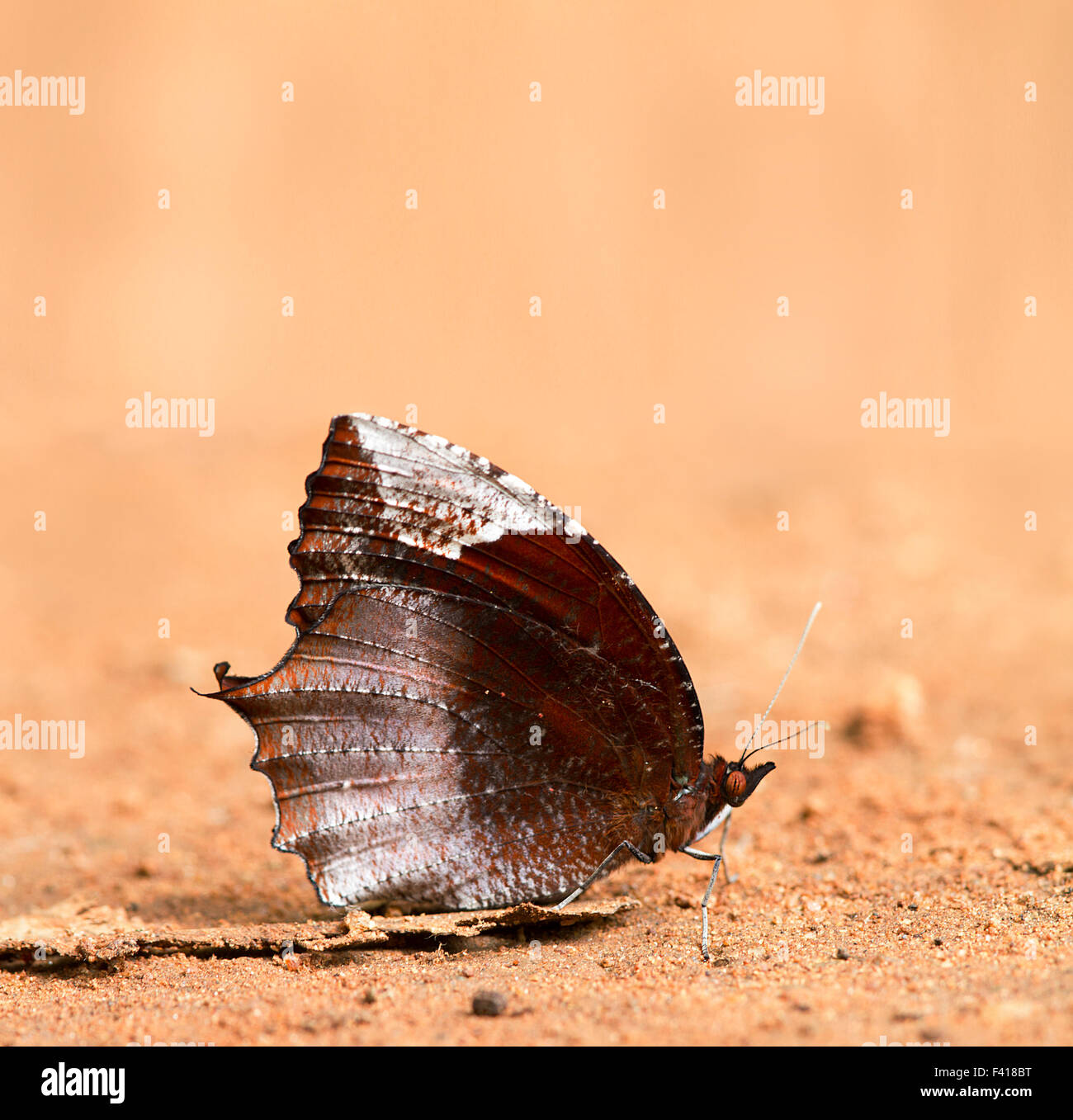 Tiger palm garden hi-res stock photography and images - Alamy