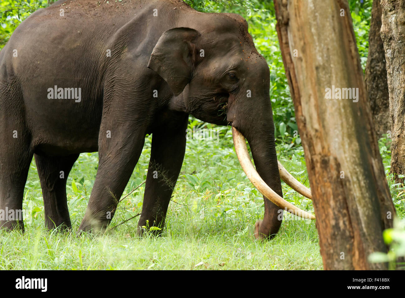 Greenindian hi-res stock photography and images - Alamy