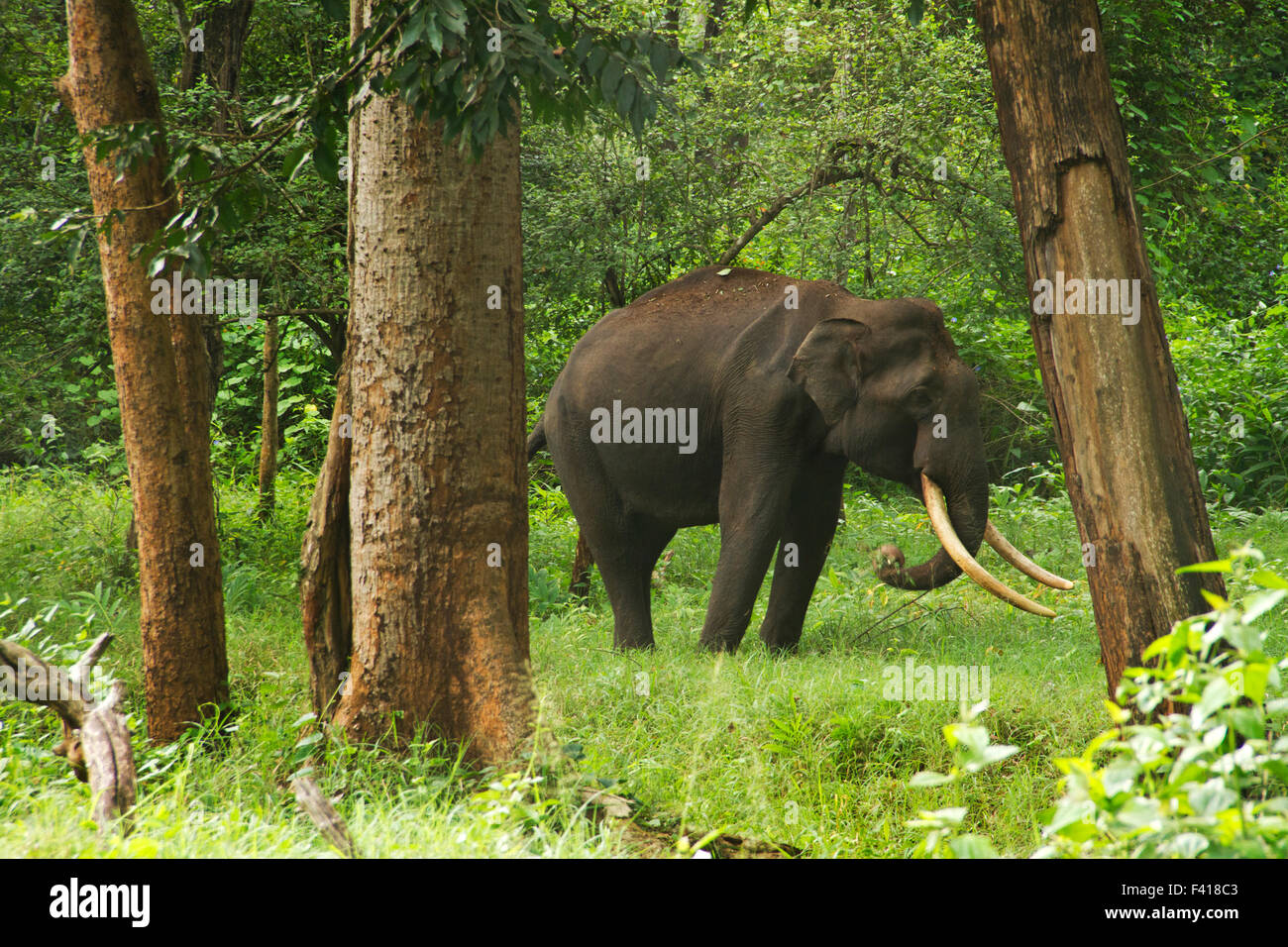 The Indian elephant (Elephas maximus indicus) is one of three ...
