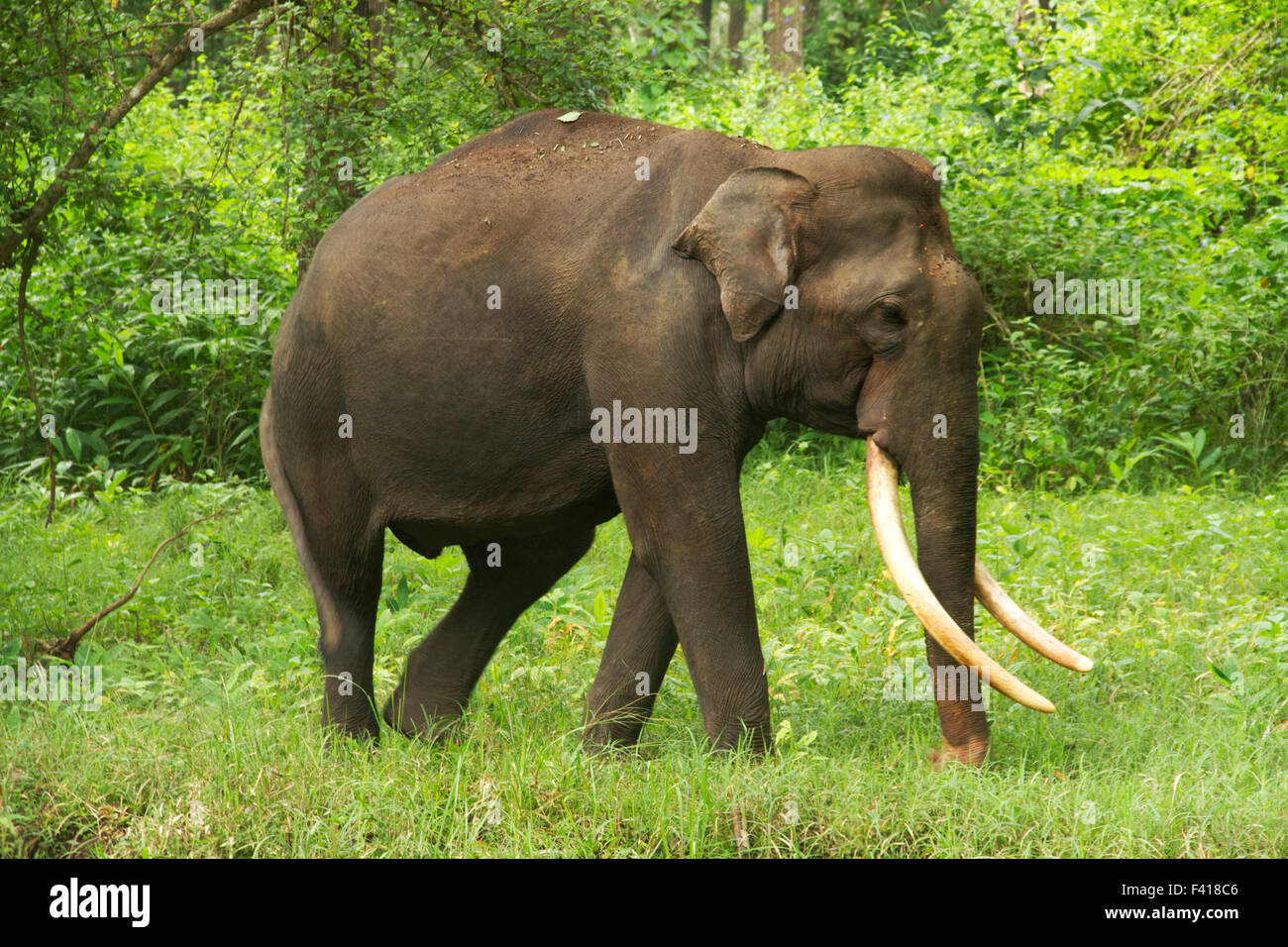 Elephant indian elephant face elephas maximus indicus india hi-res ...