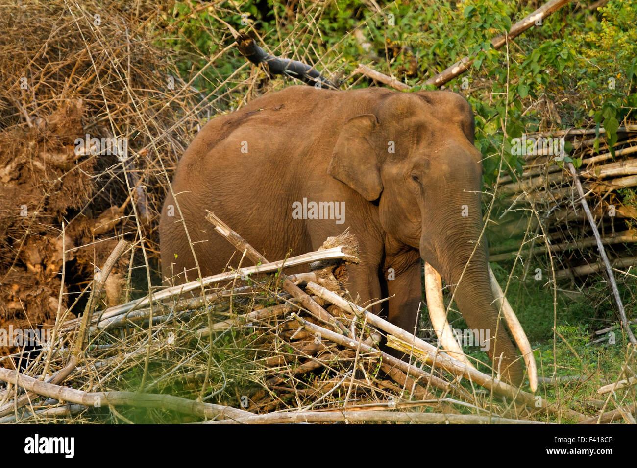 The Indian elephant (Elephas maximus indicus) is one of three ...