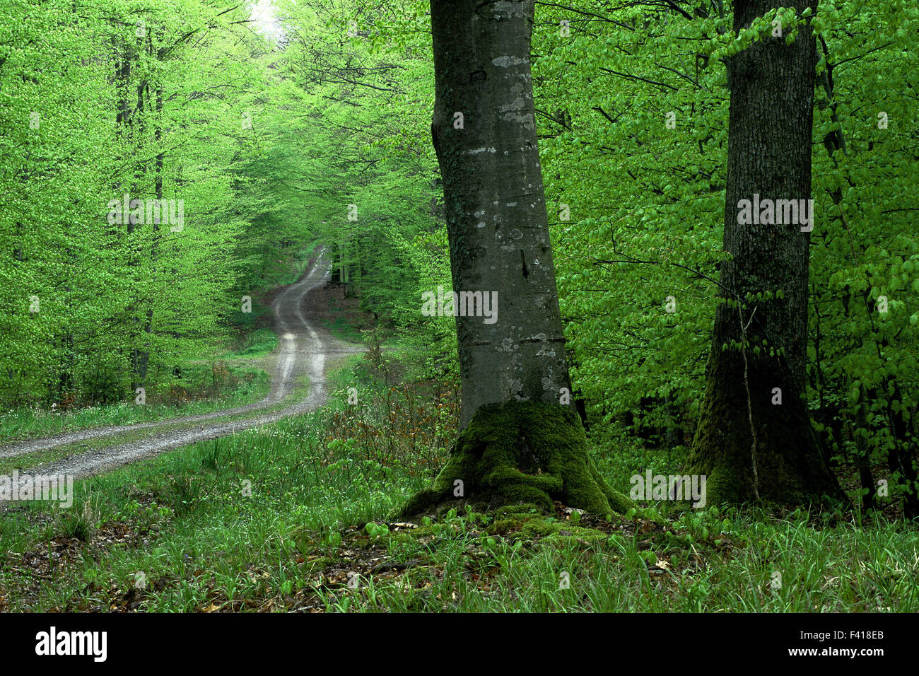 Spring way hi-res stock photography and images - Alamy