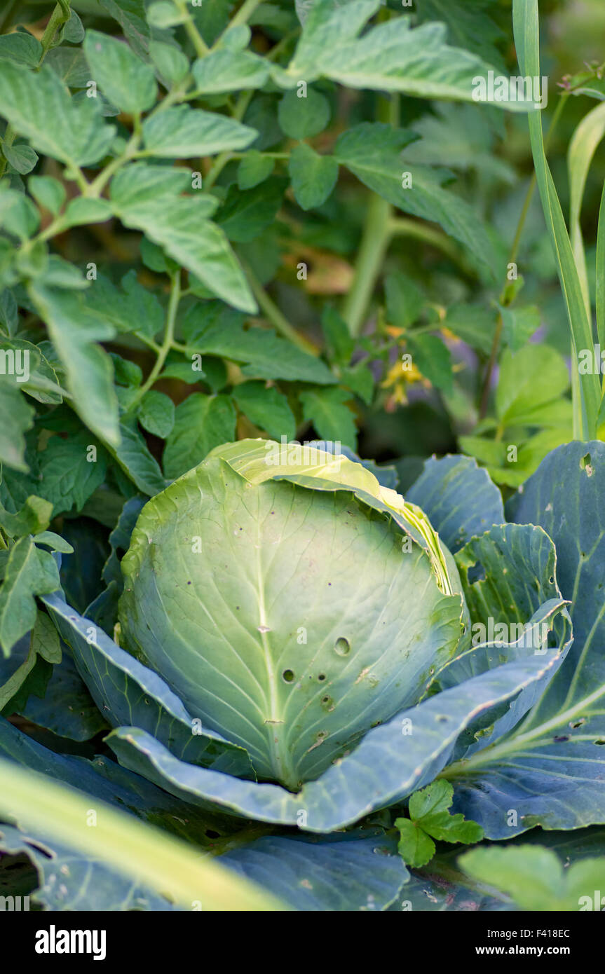 Weisskraut hi-res stock photography and images - Alamy