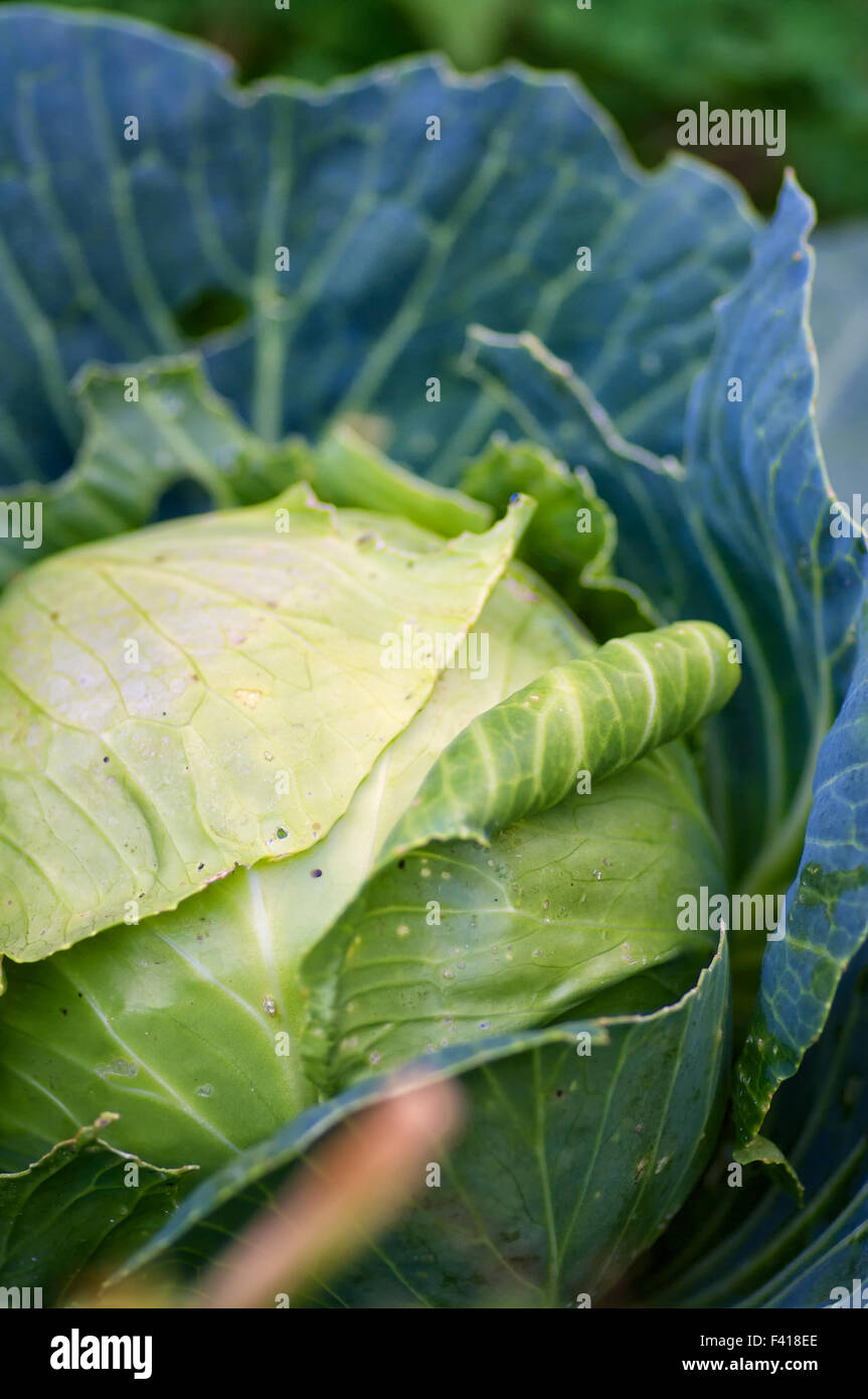 Cabbage group hi-res stock photography and images - Alamy