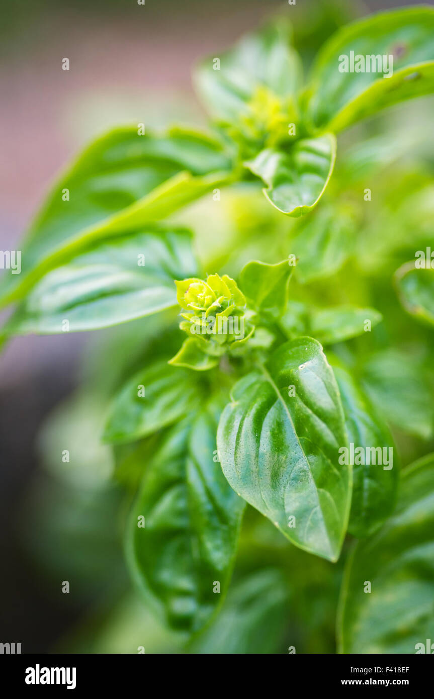 Dish basilicum hi-res stock photography and images - Alamy