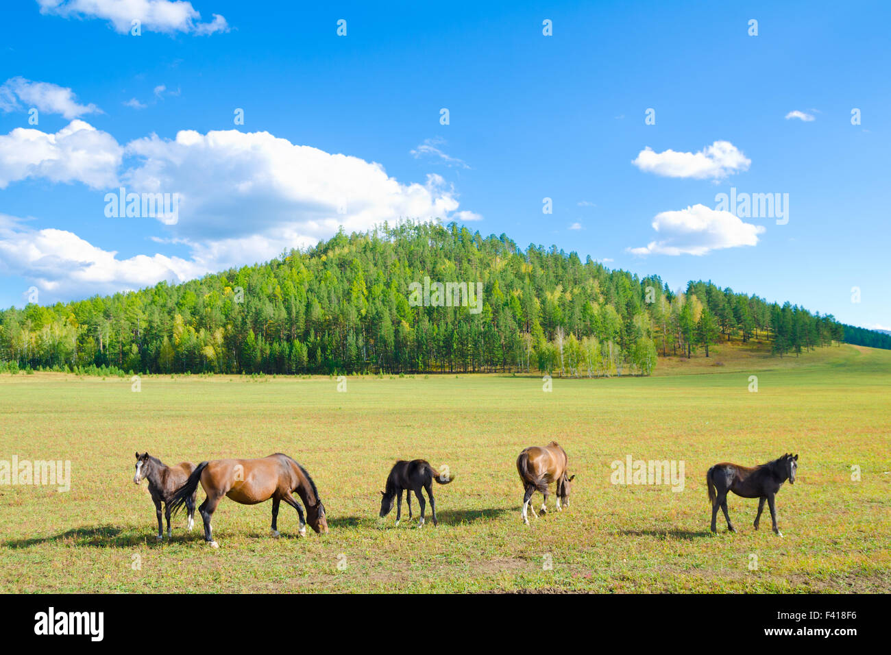 Grassland grazing field hi-res stock photography and images - Alamy