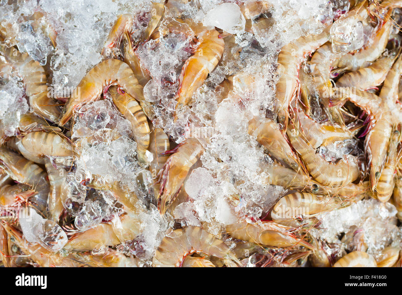 Shrimp on ice hi-res stock photography and images - Alamy