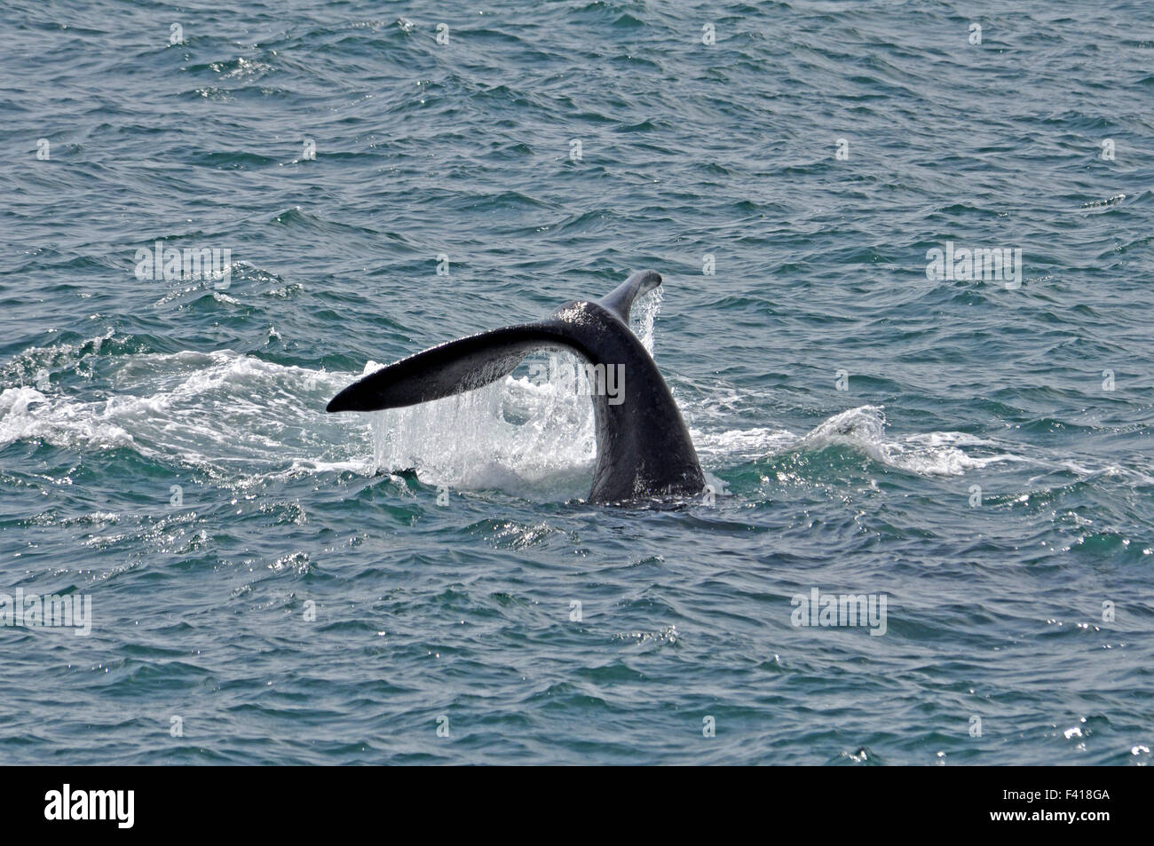 Southern Right Whale Stock Photo - Alamy