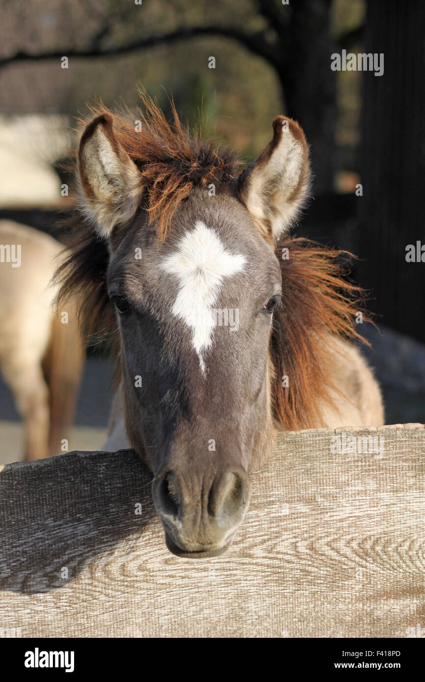 Tarpan hi-res stock photography and images - Alamy