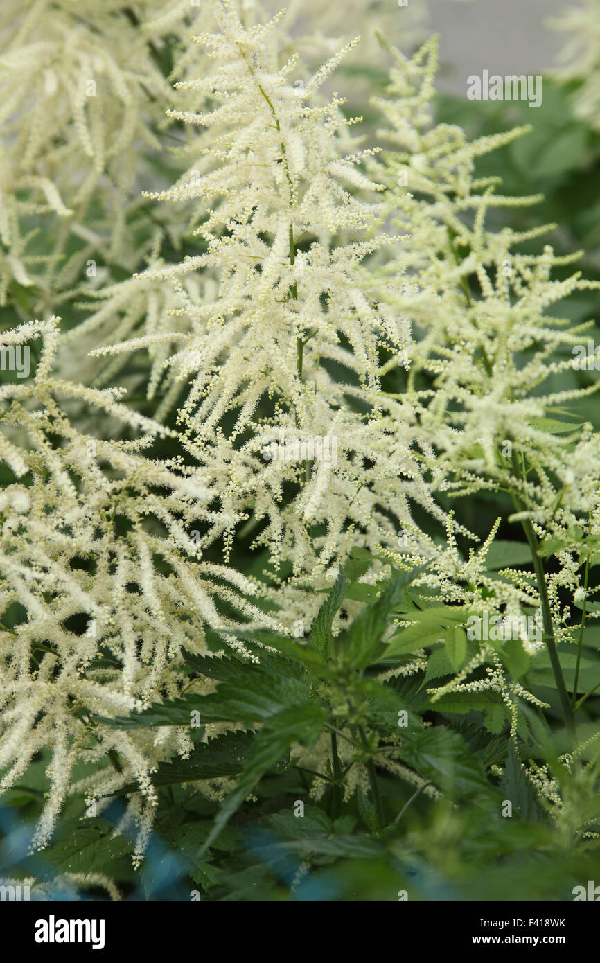 Stinging nettle flowers hi-res stock photography and images - Alamy